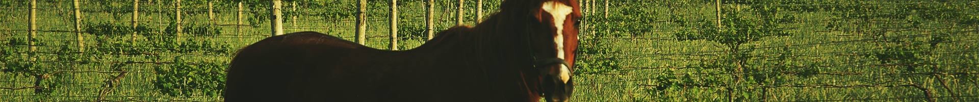 Canadian Farrier Supply News