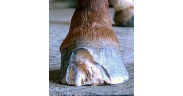 Hoof Disease Treatments | Professional Farrier Supply
